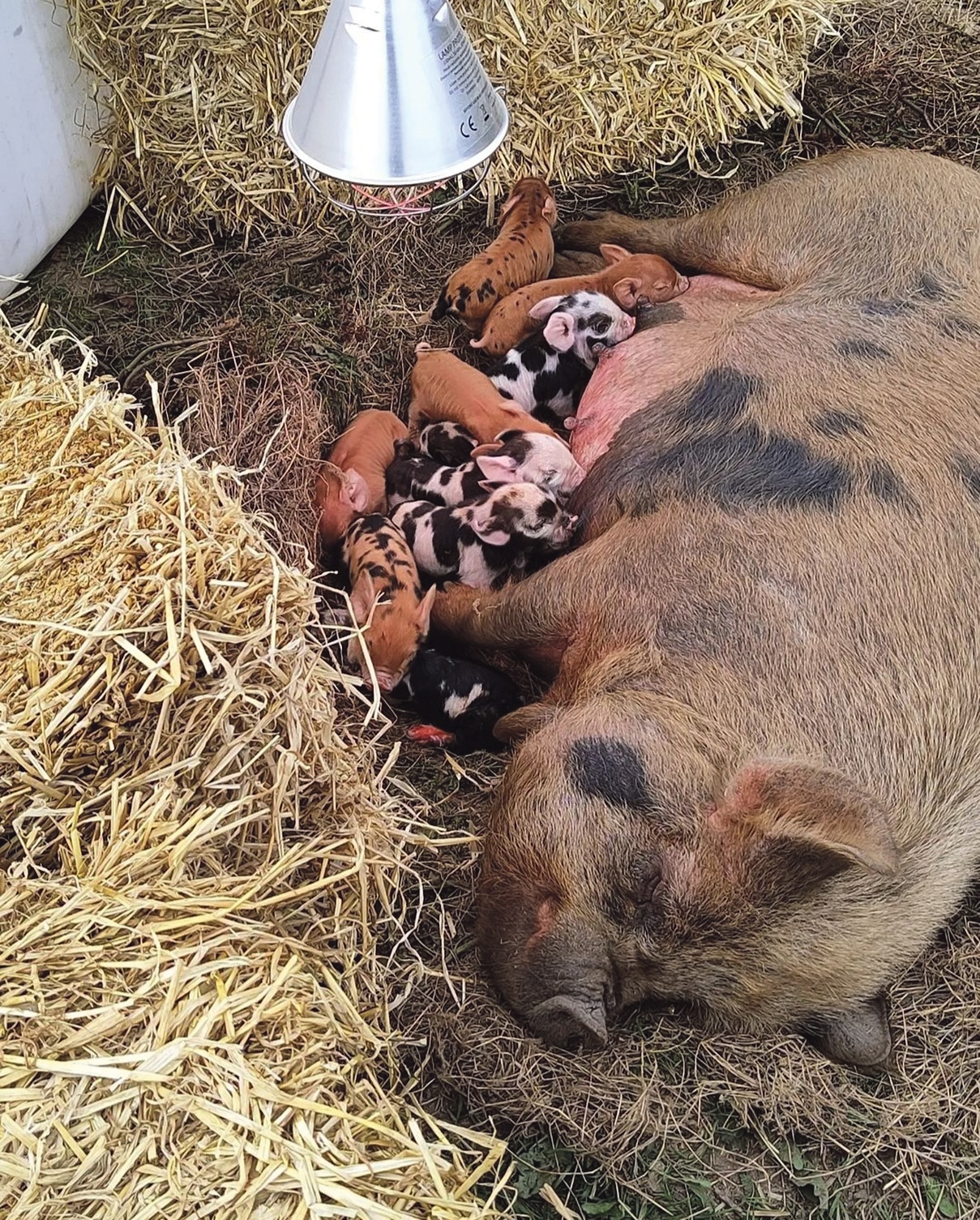 Happy pigs on Dundeady free range farm - West Cork People
