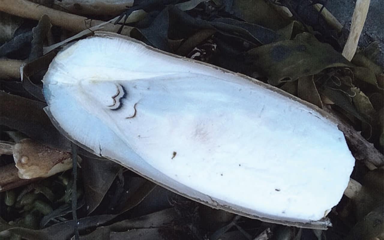 Cuttlefish – their bones and their relatives - West Cork People