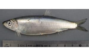 A sprat to catch a mackerel - West Cork People